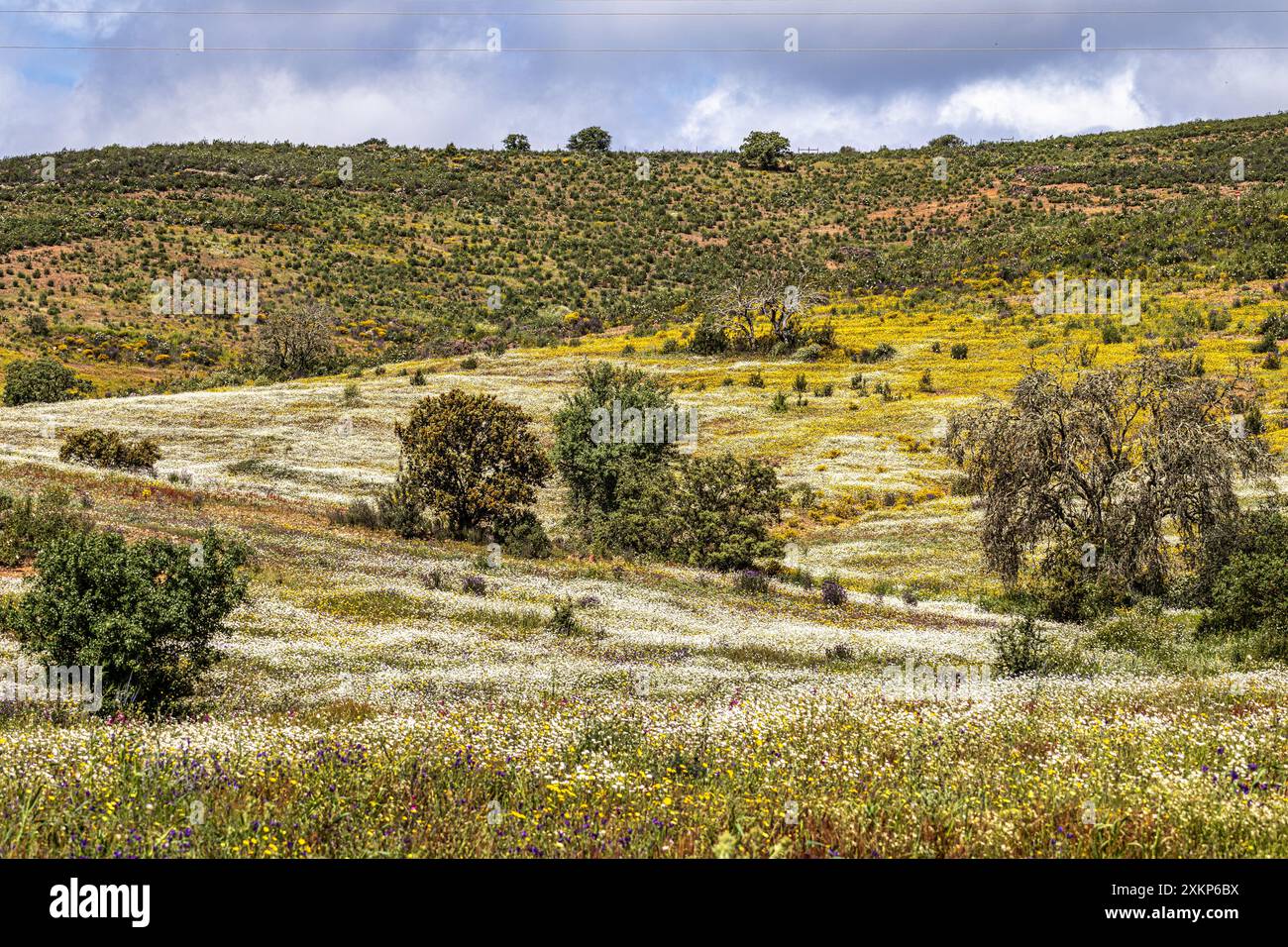 Beautiful landscape with wildflower meadows, rivers and waterfalls in ...