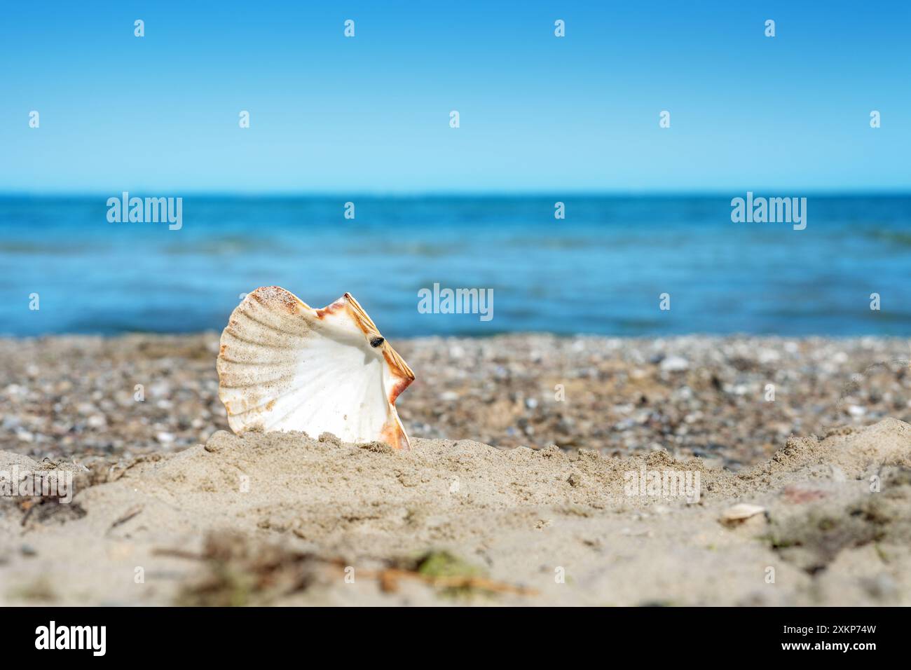 Scallop shell stuck in the sand on a natural beach in front of the blue ...