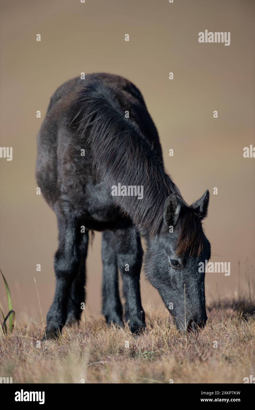 Basuto pony hi-res stock photography and images - Alamy