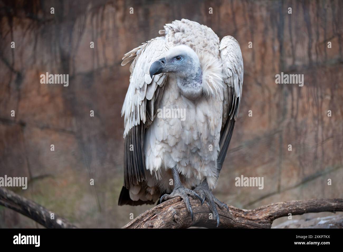 Cape Vulture ( Gyps coprotheres ) Giants Castle Drakensberg, Souith ...