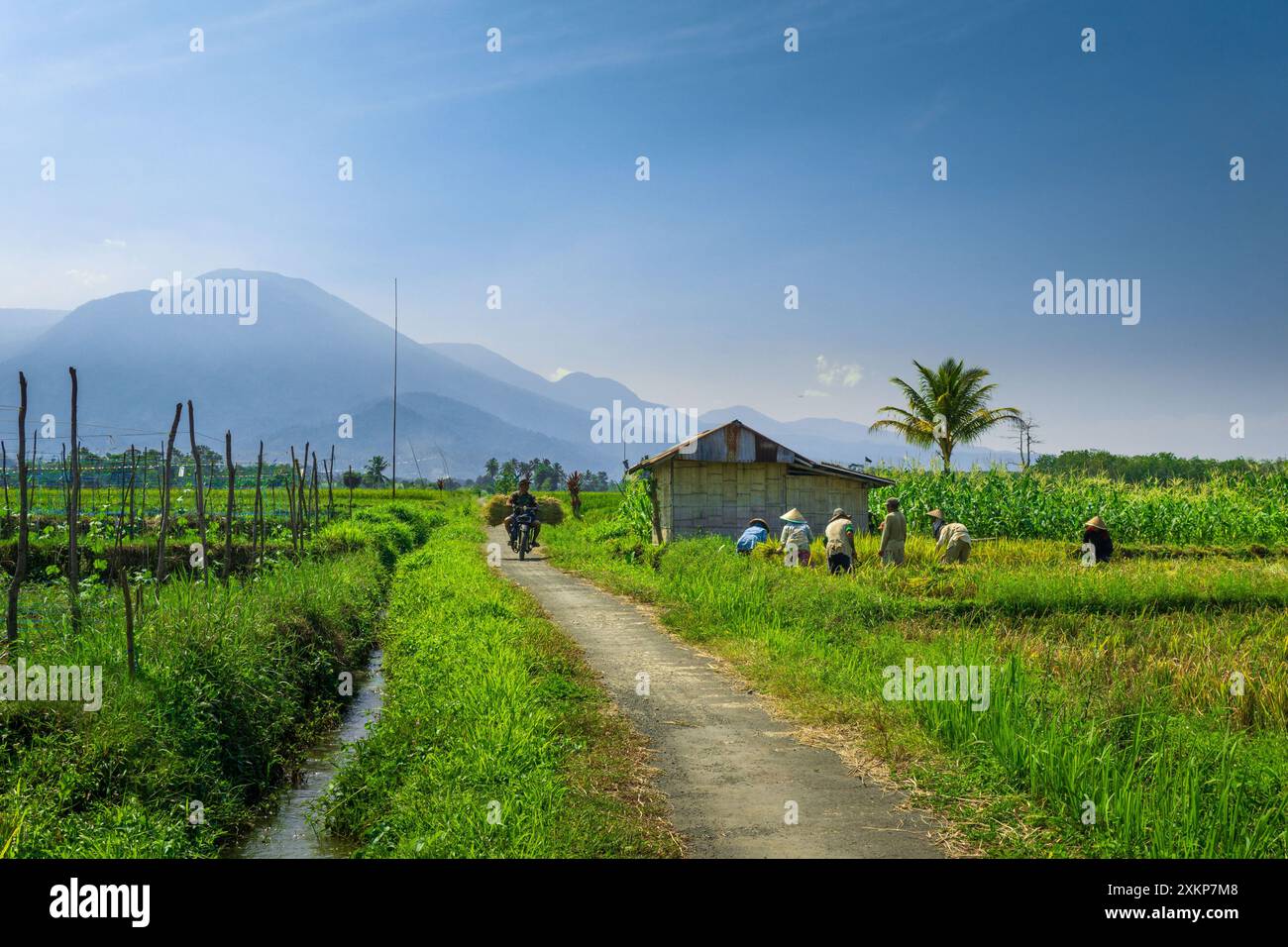 Indonesian natural scenery in the rice fields of a small village when ...