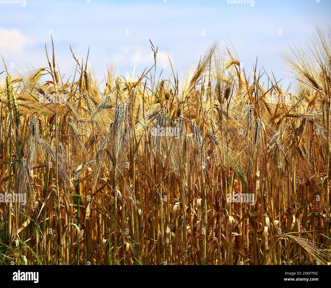 Golden barley field swaying hi-res stock photography and images - Alamy
