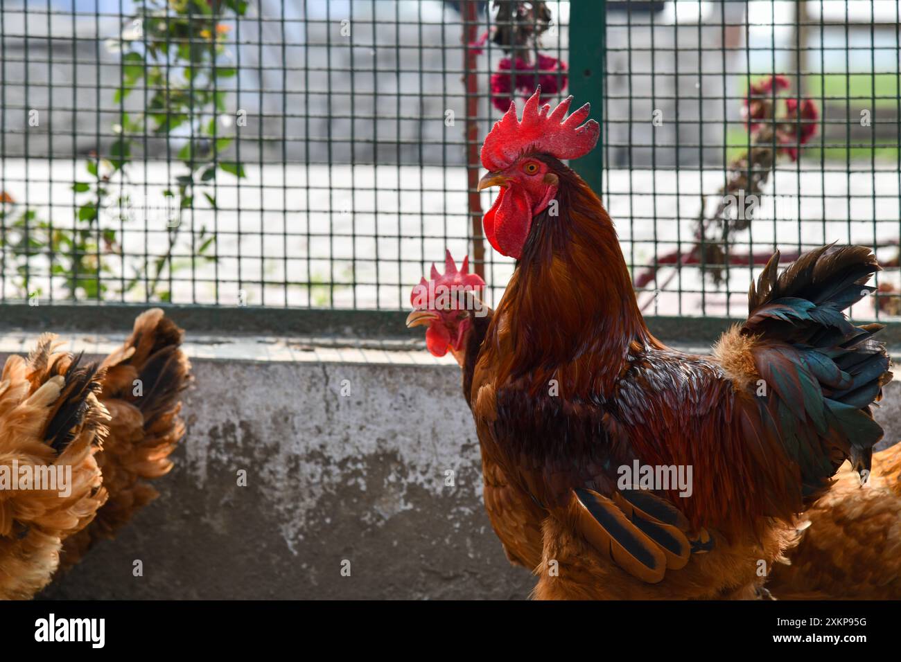 A lively group of brown hens pecks and clucks in the poultry yard ...
