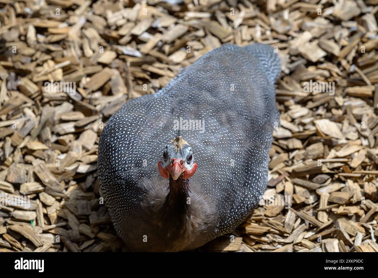 Guinea fowl bird photographed close-up while standing on wood chip ...