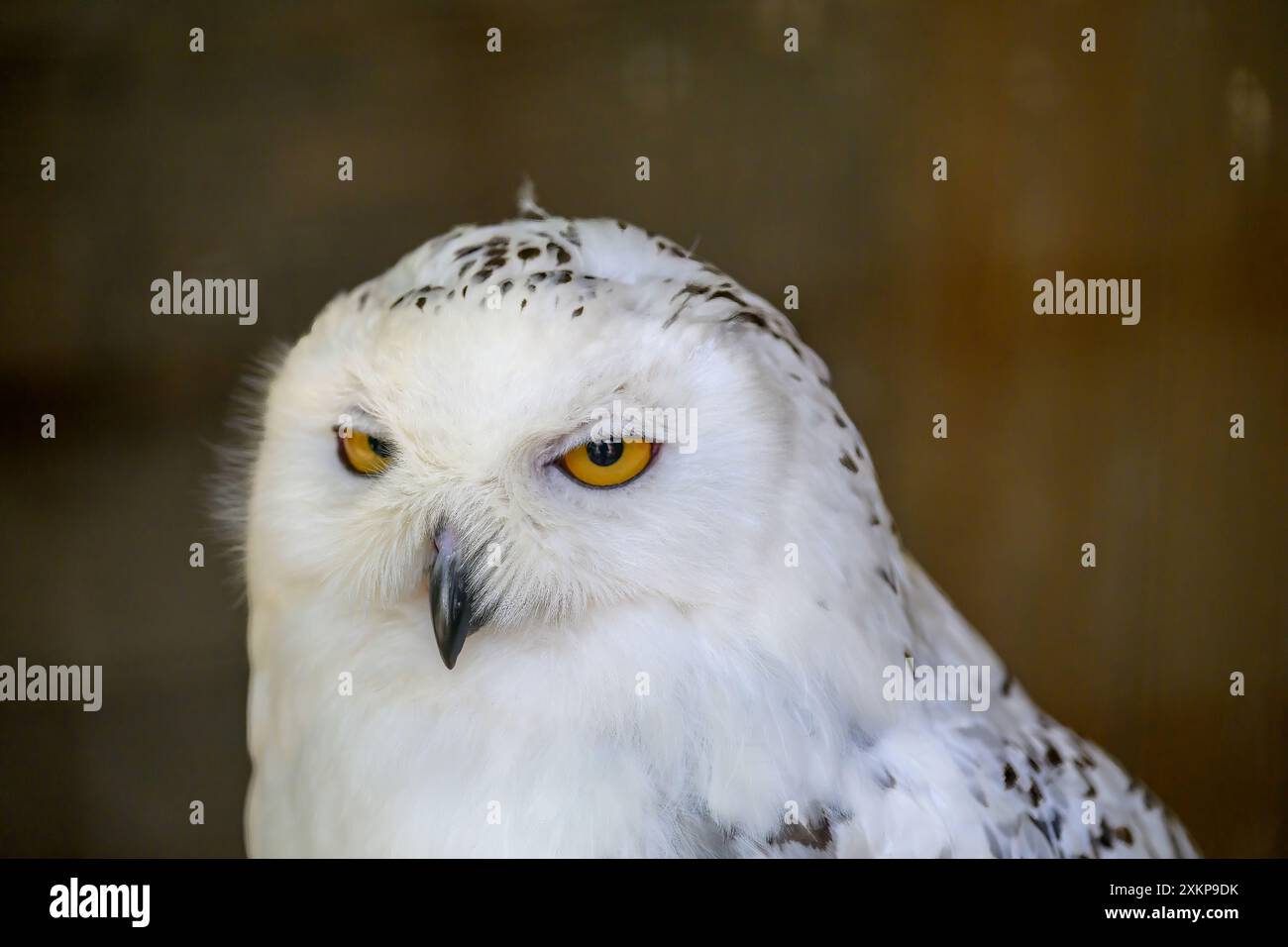 Snowy owl in close detail, displaying its striking bright yellow eyes ...