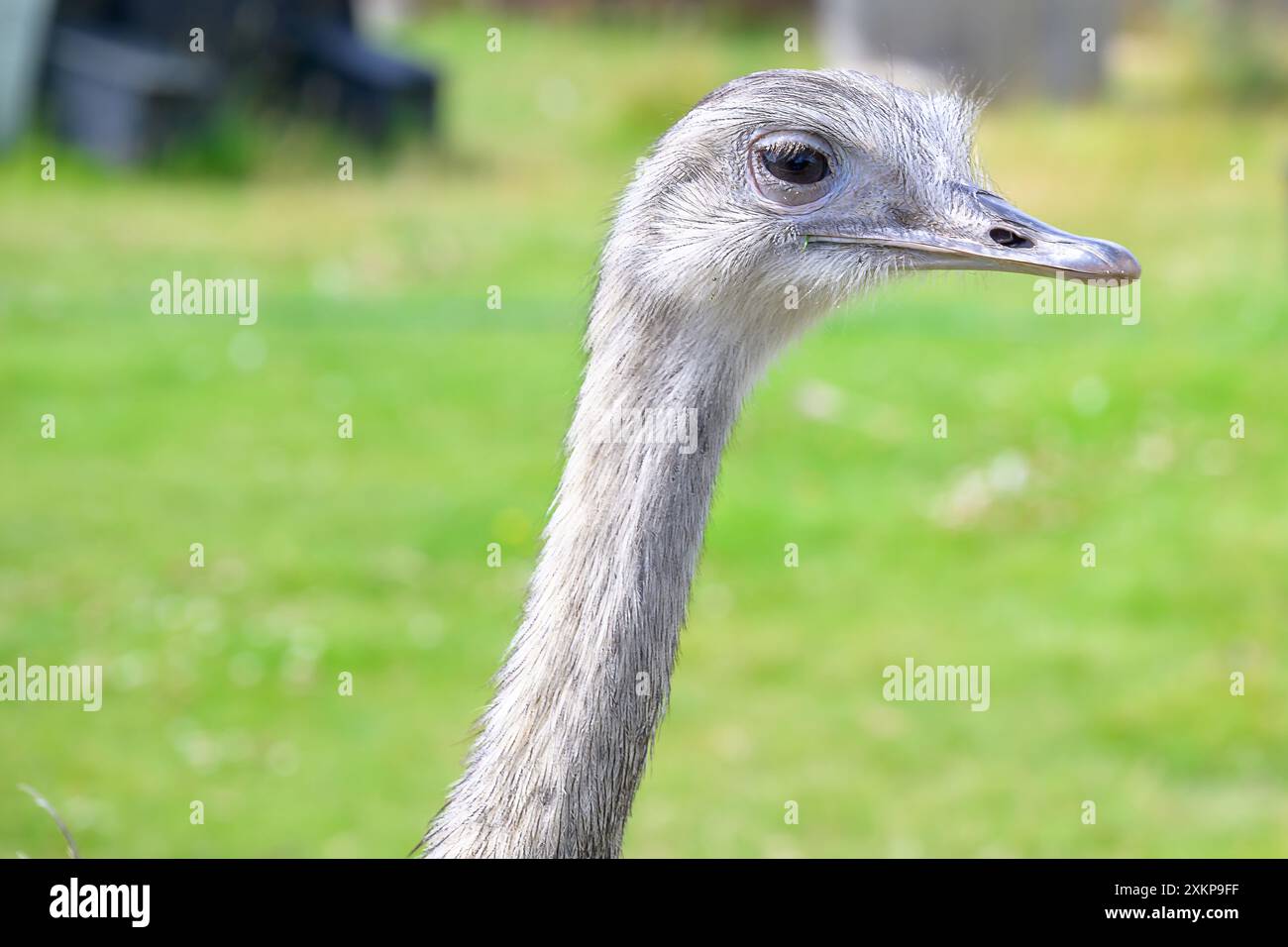 A detailed closeup profile view of a focus rhea bird's head against a ...