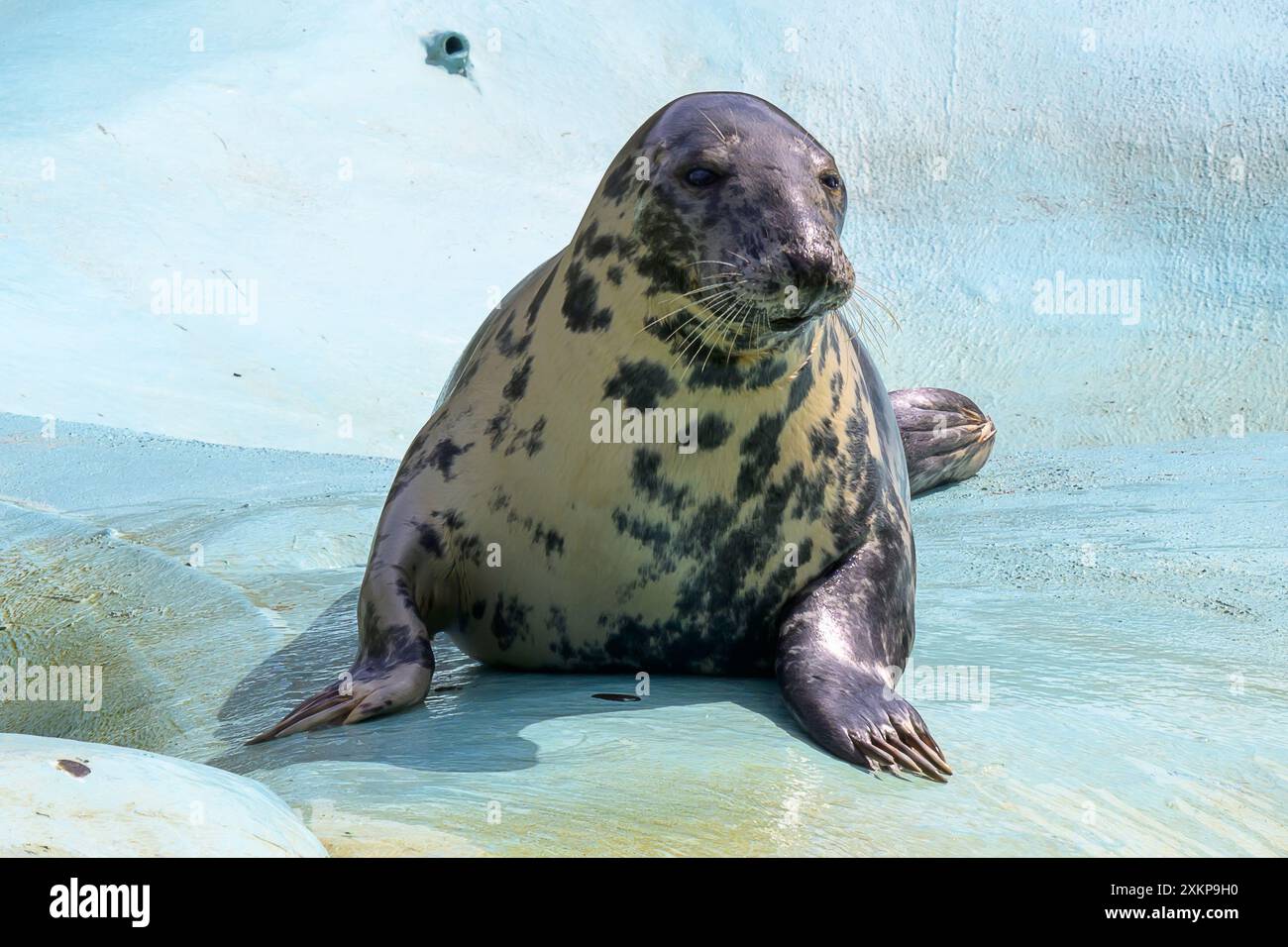 A gray, grey, seal with spotted markings lying on a blue surface in a ...