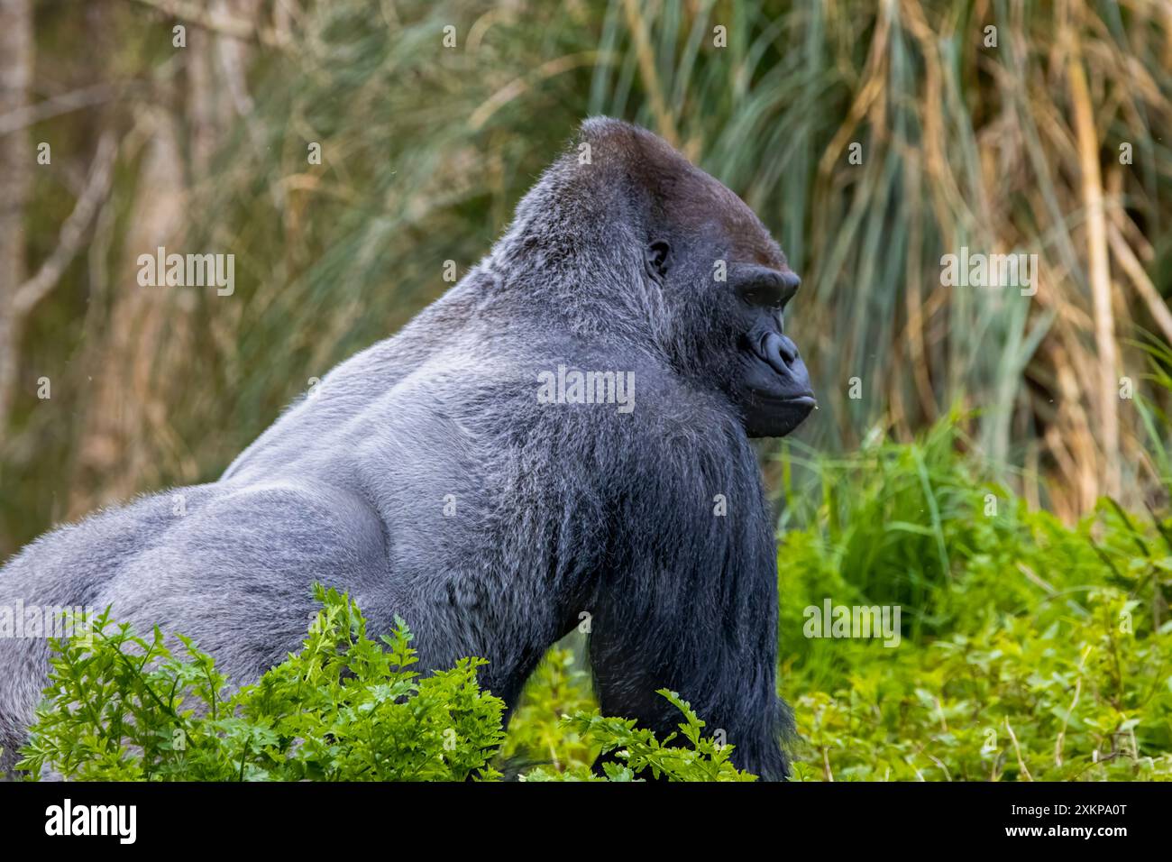 Gorilla skull hi-res stock photography and images - Alamy