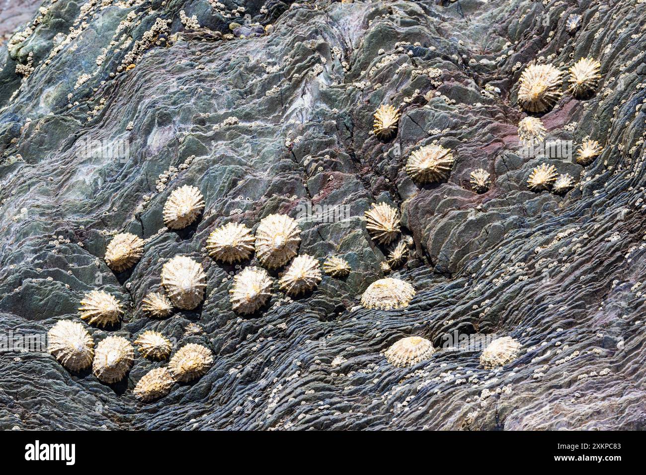 Geological shells hi-res stock photography and images - Alamy
