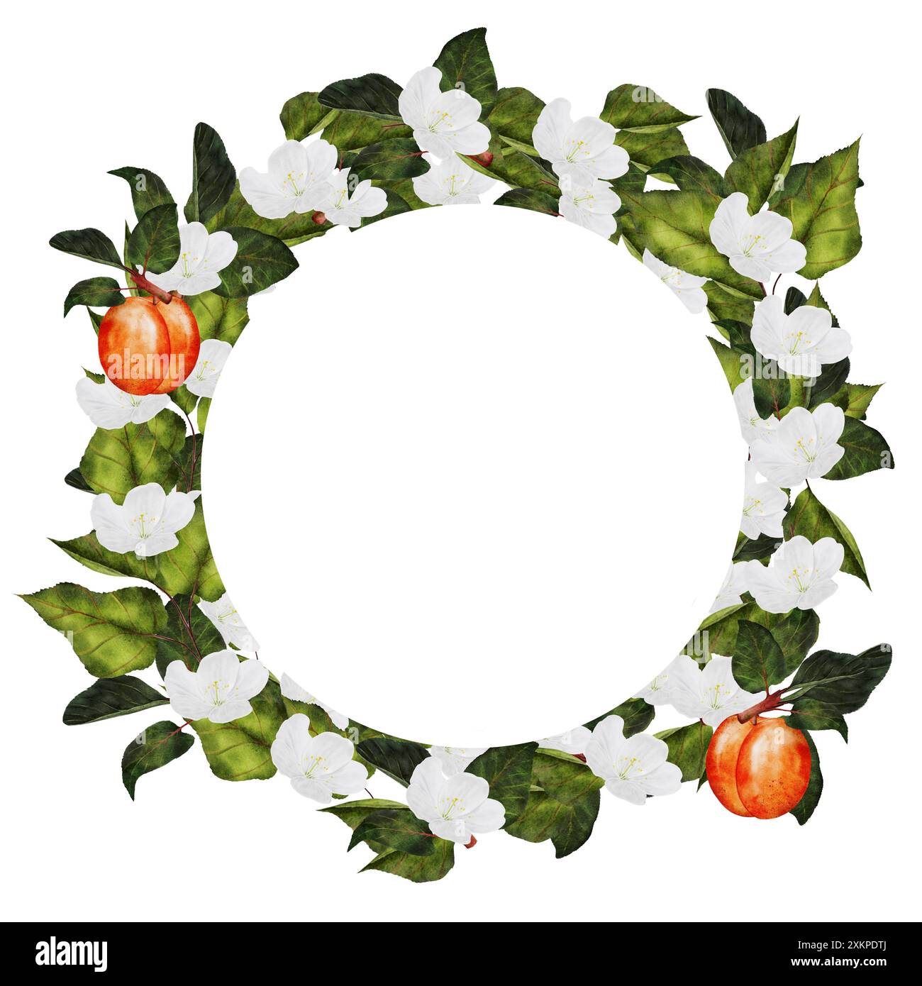 Apricot round frame. Juicy watercolor illustration hand drawing of ripe ...