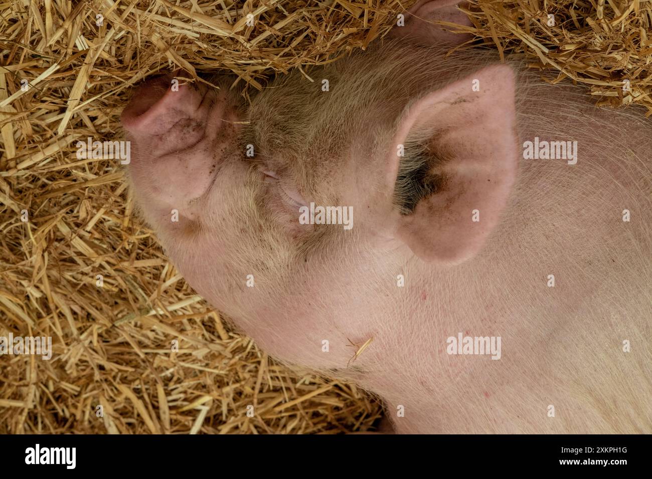 Pig sleeping on hay hi-res stock photography and images - Alamy