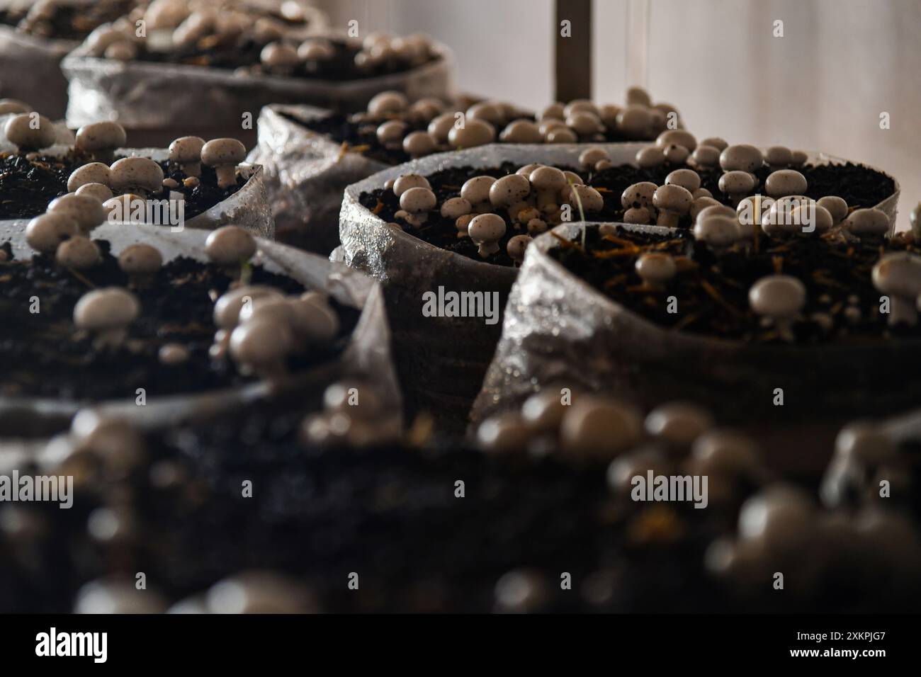 Brown mashroom hi-res stock photography and images - Alamy