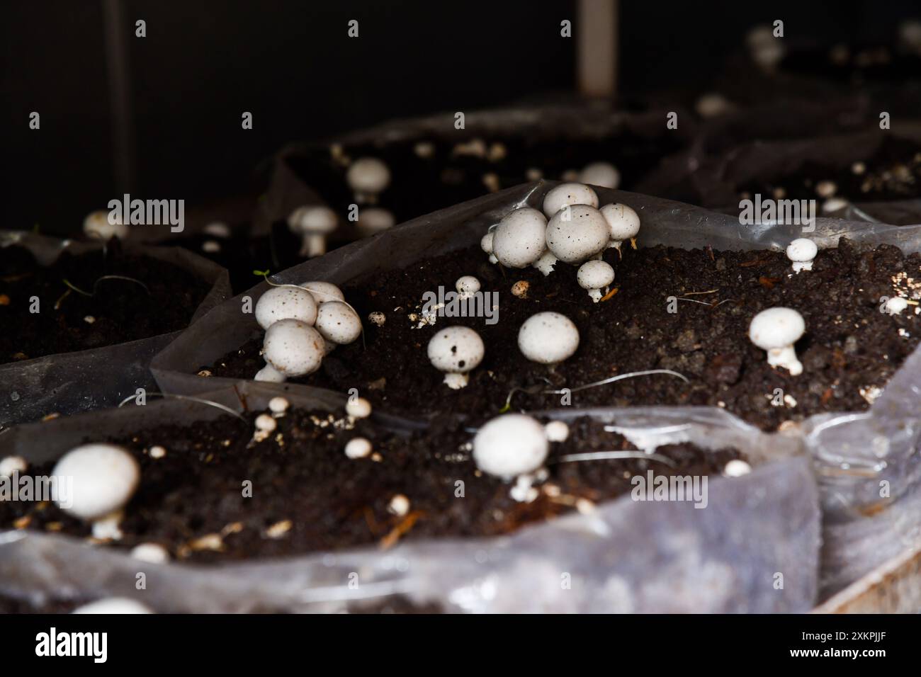 Brown mashroom hi-res stock photography and images - Alamy