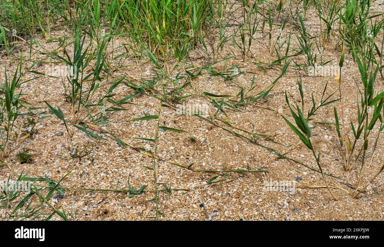 Asexual reproduction plants hi-res stock photography and images - Alamy