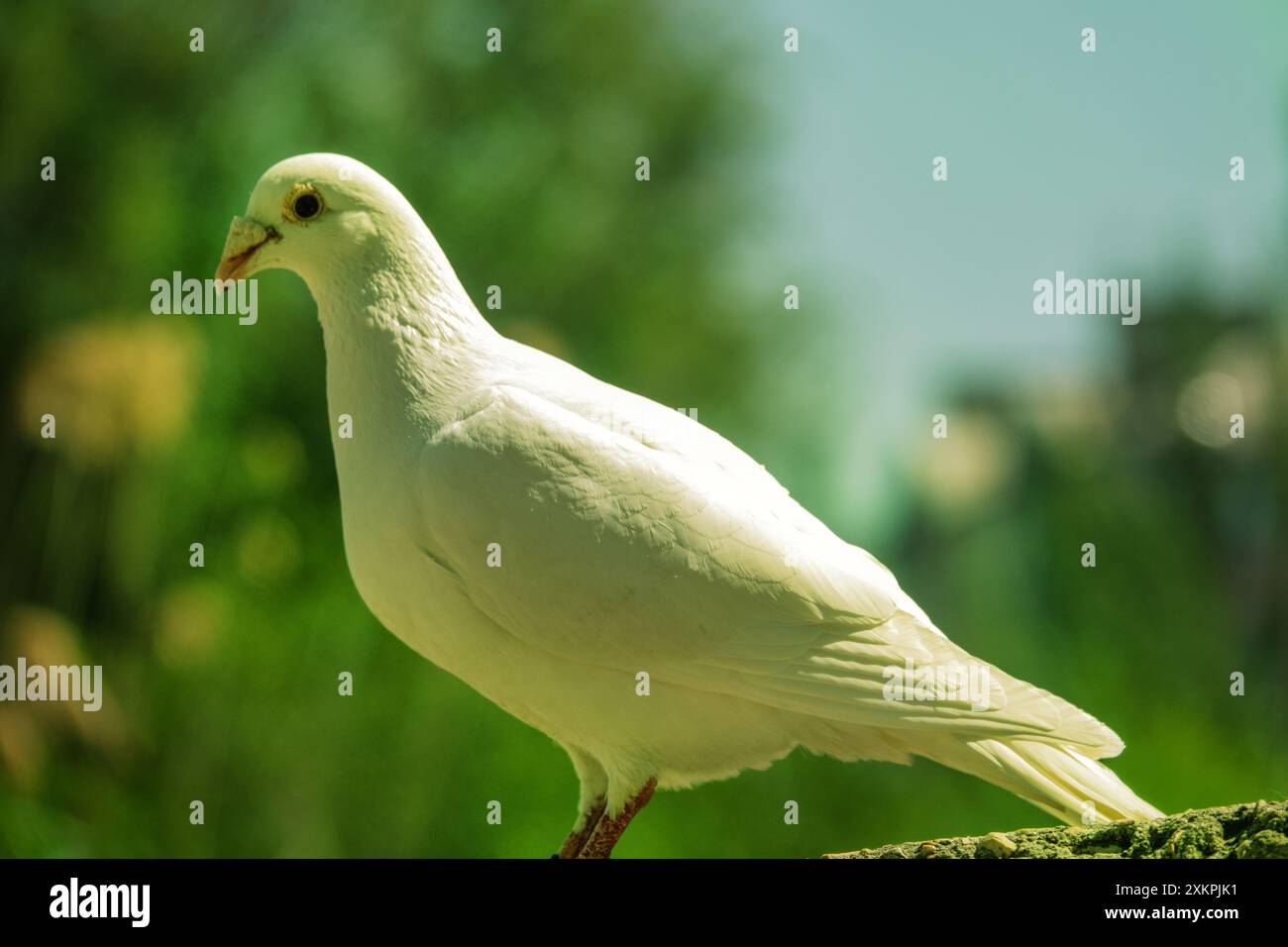 Turbit pigeons hi-res stock photography and images - Alamy