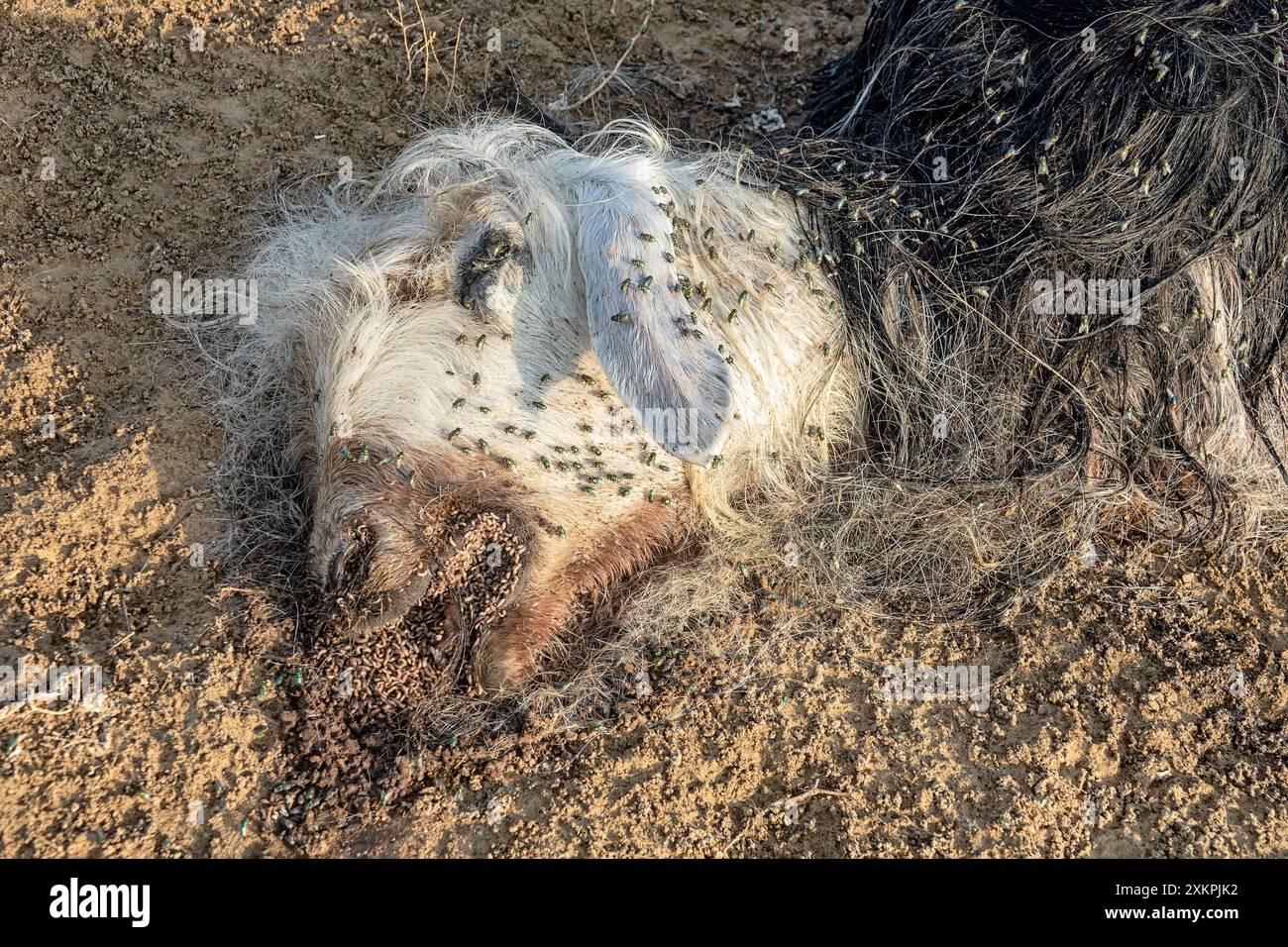 Flocks of Sheep blowfly (Lucilia sericata) feed and lay eggs on the ...