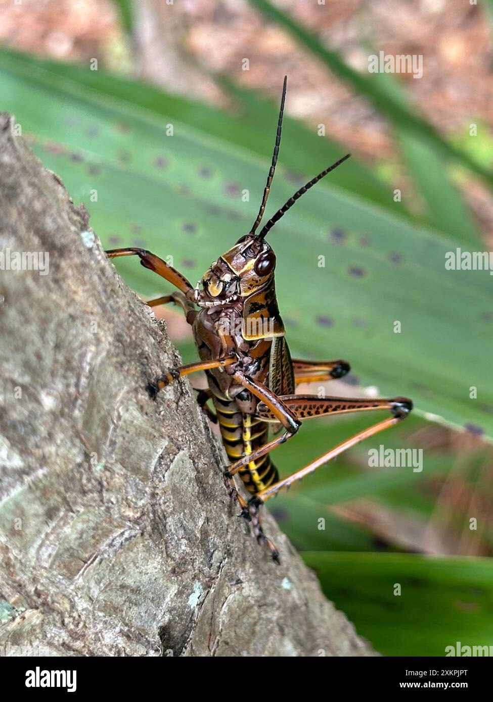 In the backyard of Altamonte Springs, Florida, a Lubber grasshopper ...