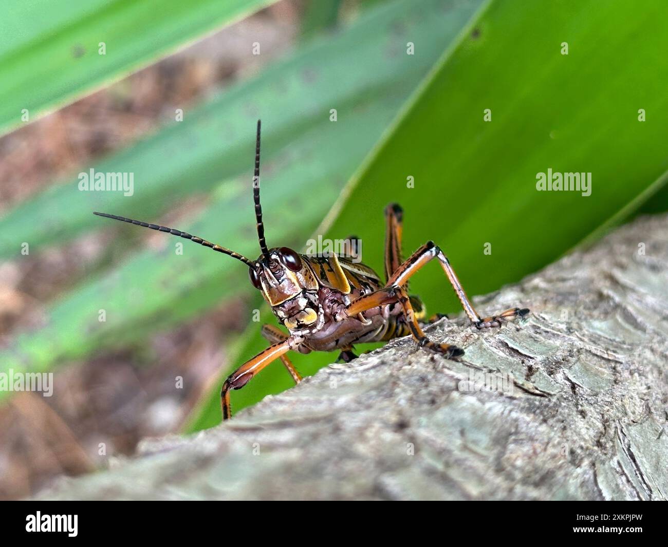In the backyard of Altamonte Springs, Florida, a Lubber grasshopper ...