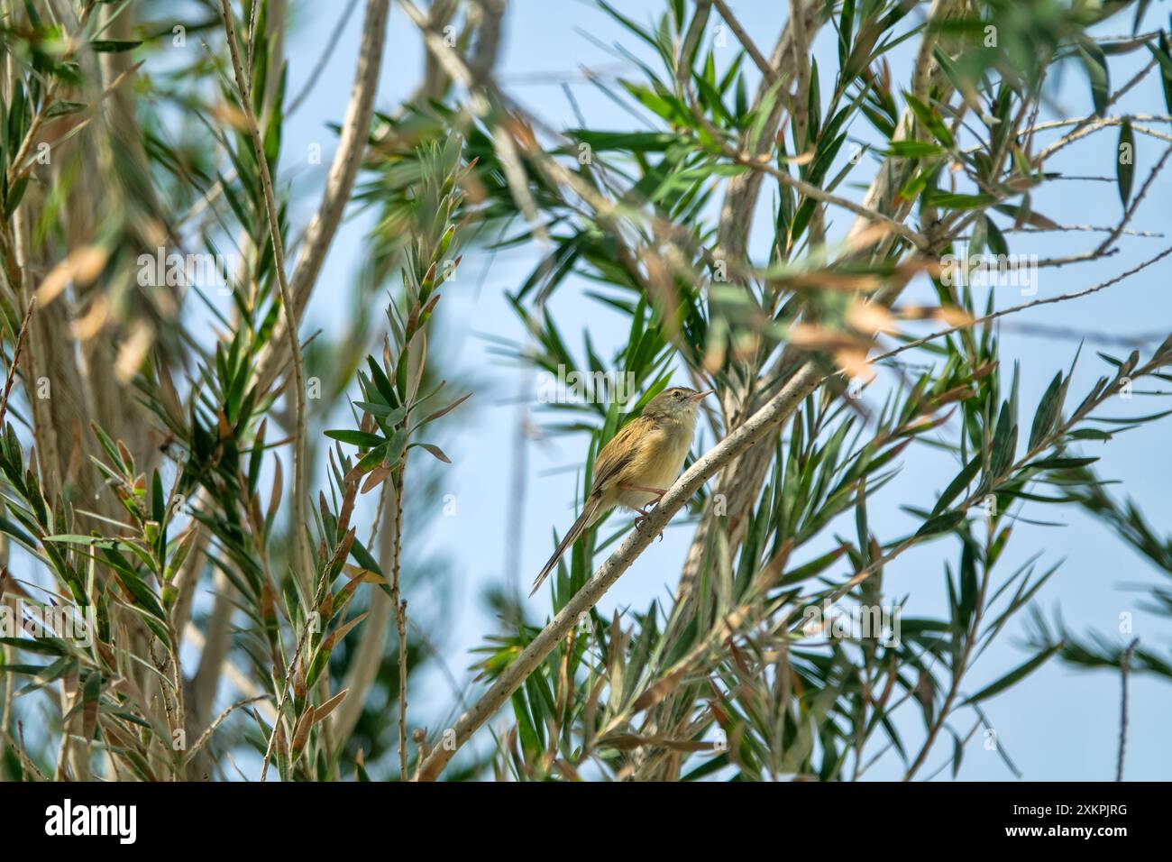 Myrtle and willow thickets on the coast of the Persian Gulf. Wintering ...