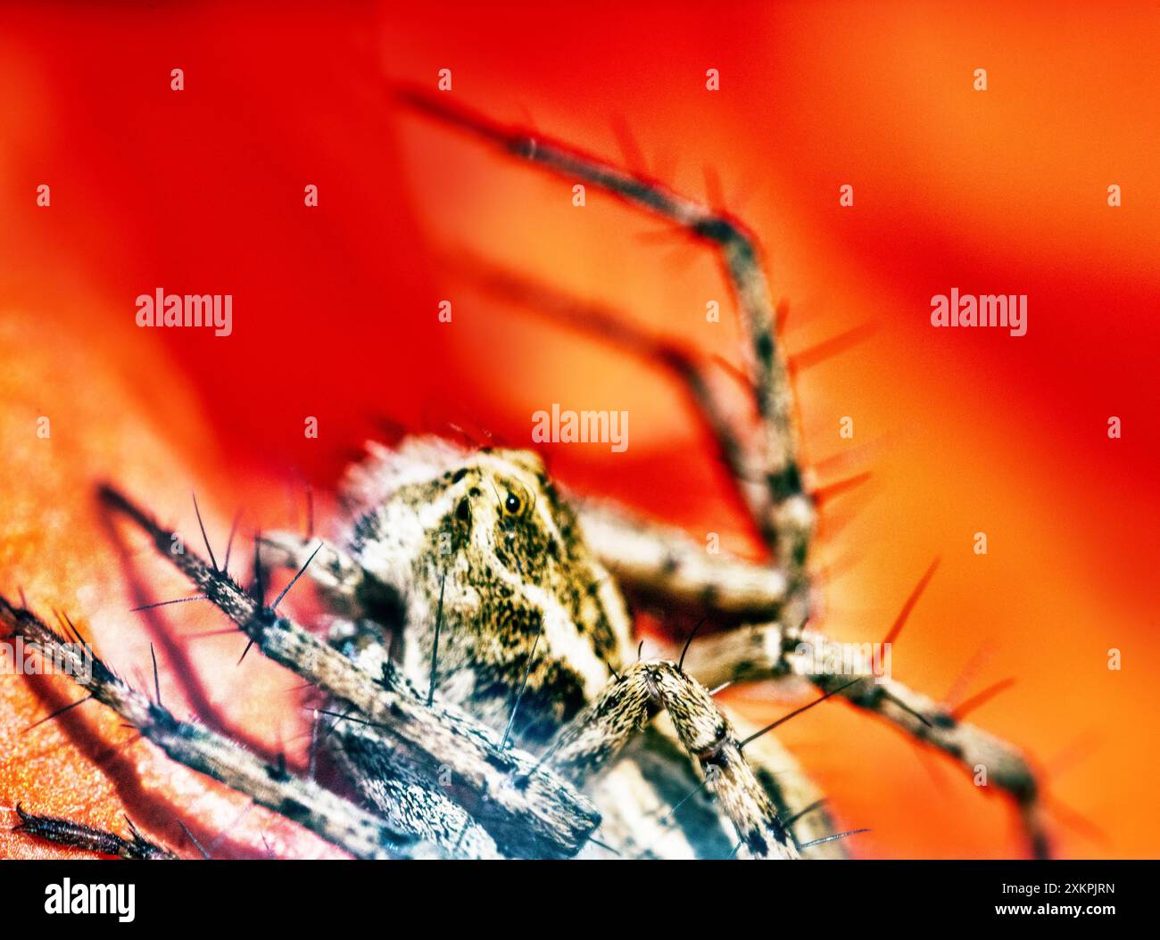 A furry spider resembling sloth (Bradypus), but prickly legs. Ultra ...