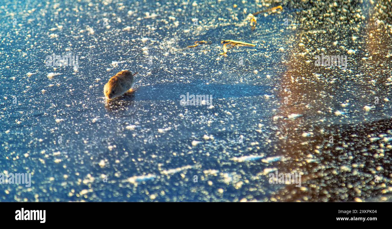 Red-backed vole (Clethrionomys glareolus) runs on ice. Mice migrations ...