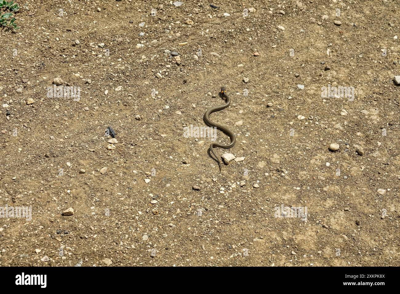 A young grass-snake (Natrix natrix) crosses the soil road in fright ...