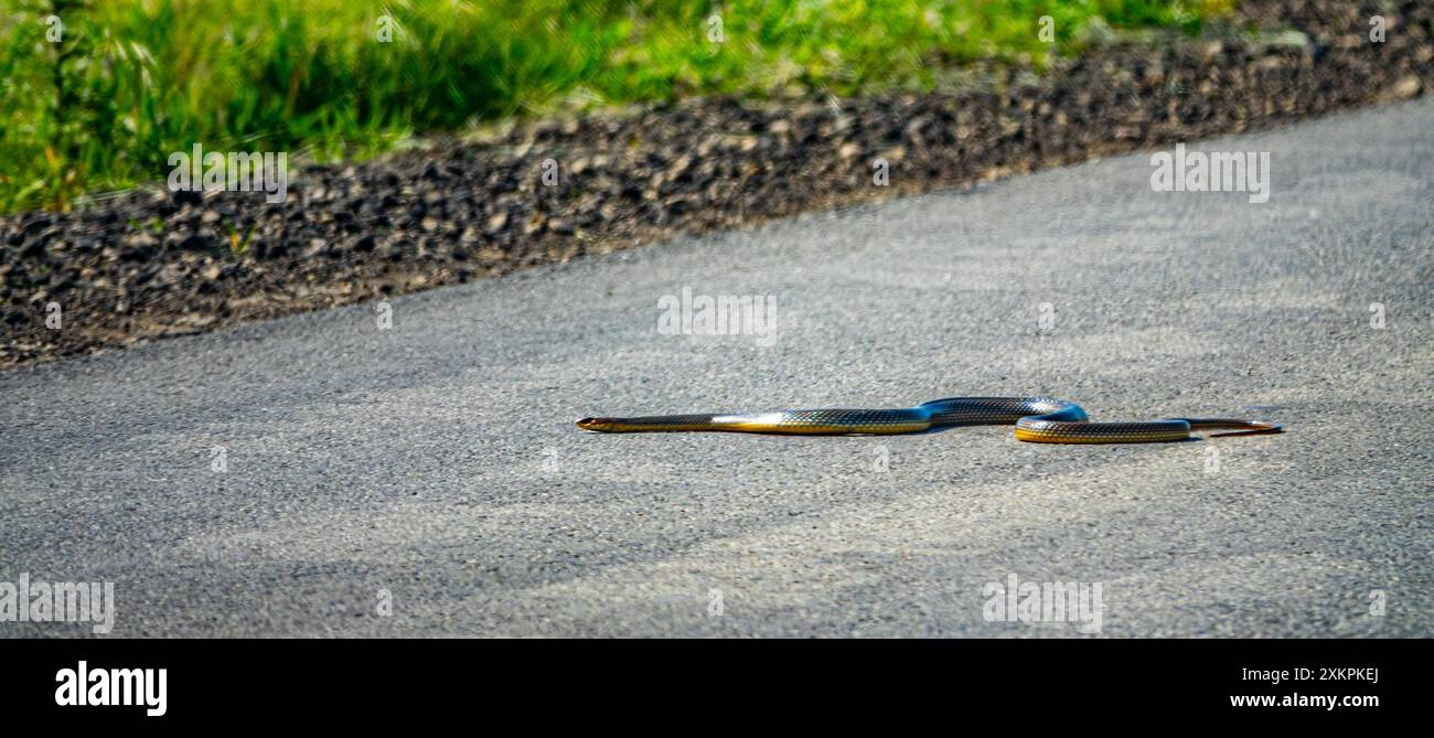 Large 1.5-meter Balkan snake (Coluber jugularis) on highway. It is very ...