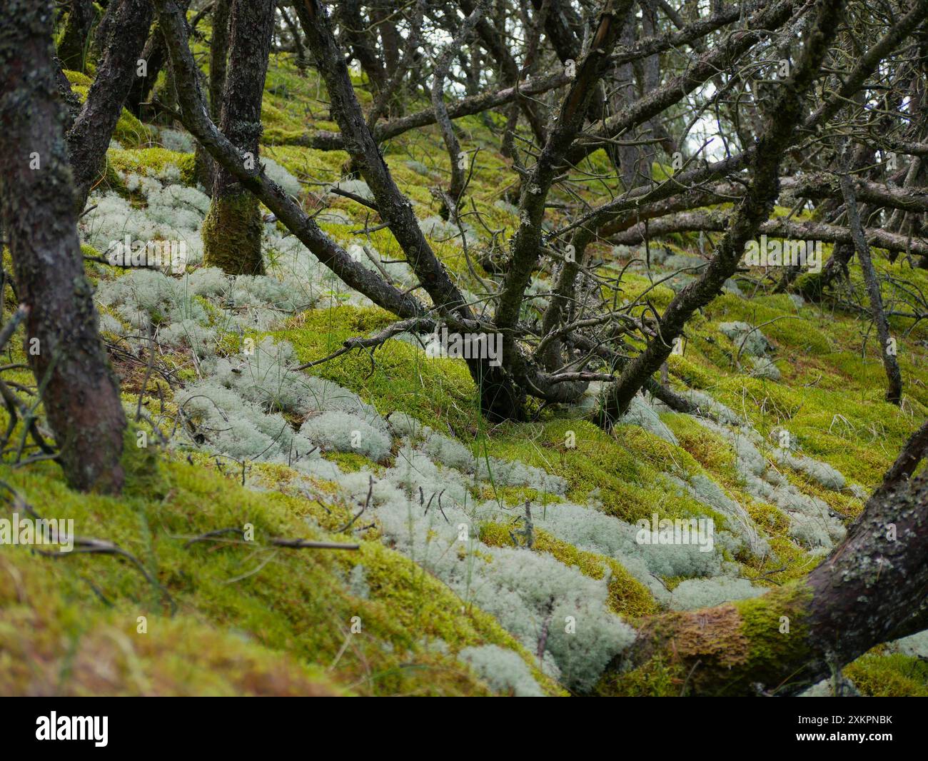 Coniferous forest, thick moss, reindeer moss and Cladonia lichen cover ...
