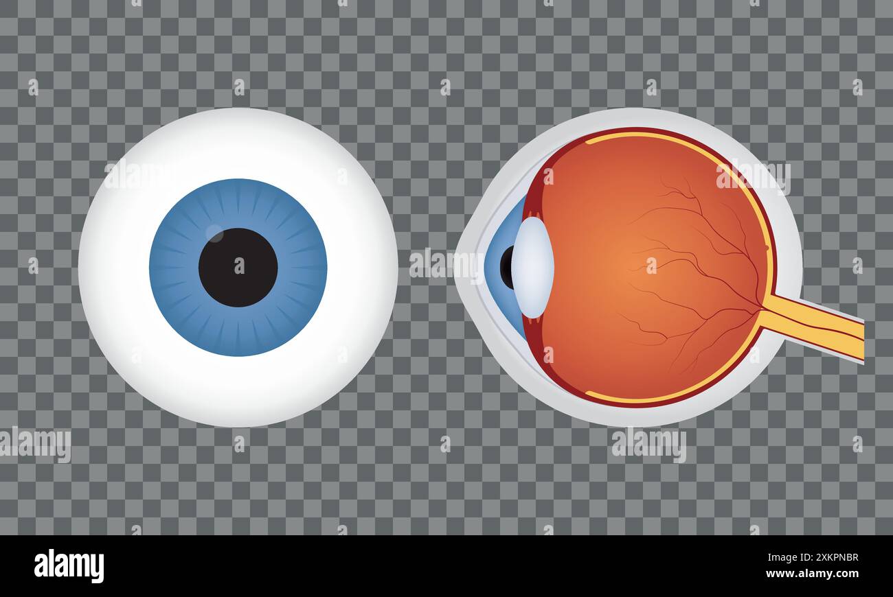 Fovéa Stock Vector Images - Alamy