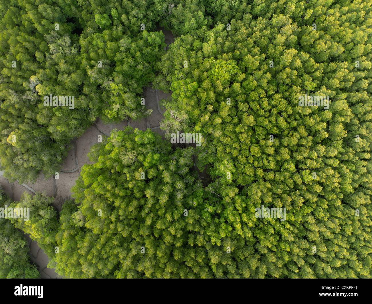 Amazing abundant mangrove forest, Aerial view of forest trees ...