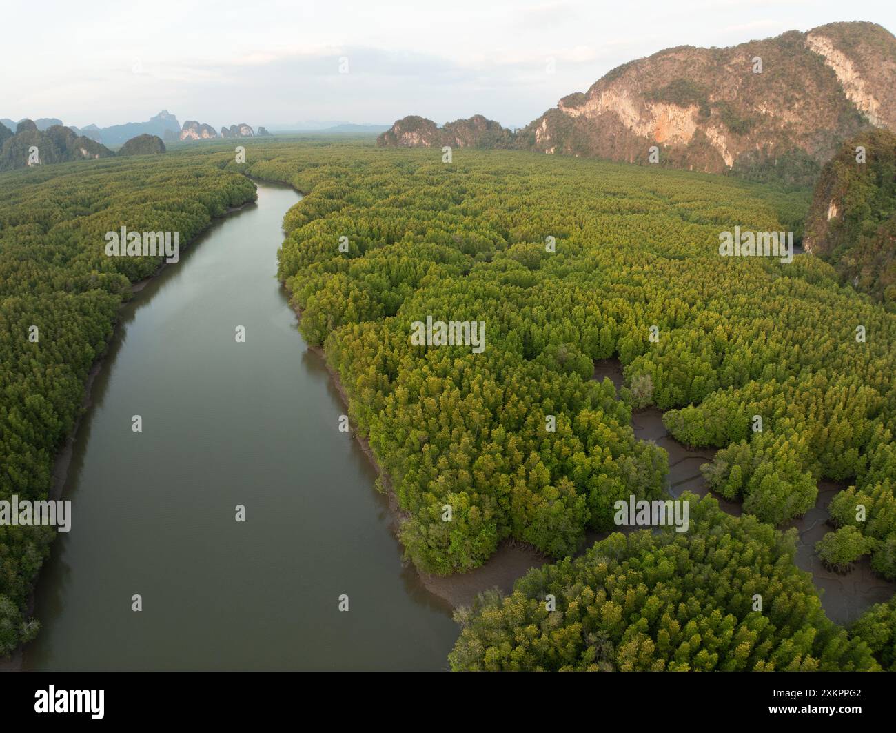 Amazing abundant mangrove forest, Aerial view of forest trees ...