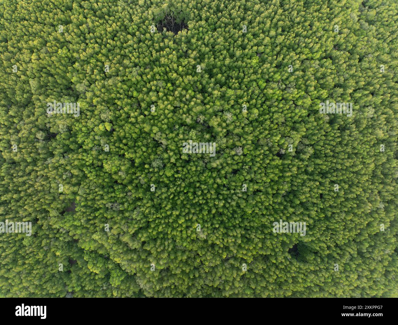 Amazing abundant mangrove forest, Aerial view of forest trees ...