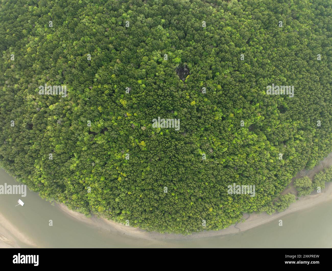 Amazing abundant mangrove forest, Aerial view of forest trees ...