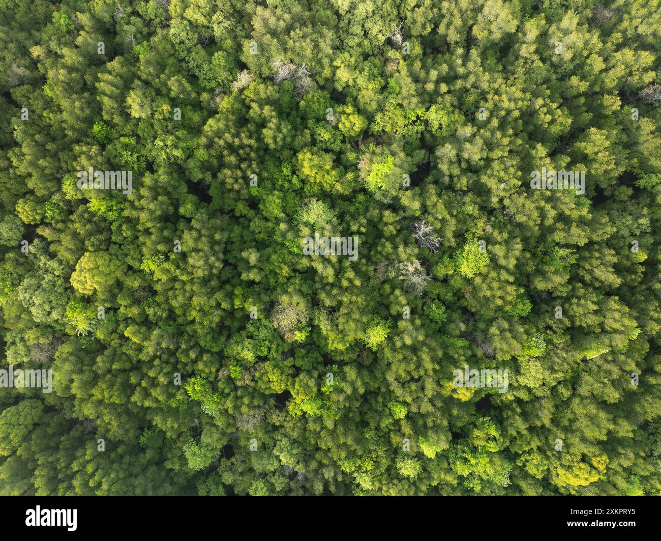 Amazing abundant mangrove forest, Aerial view of forest trees ...