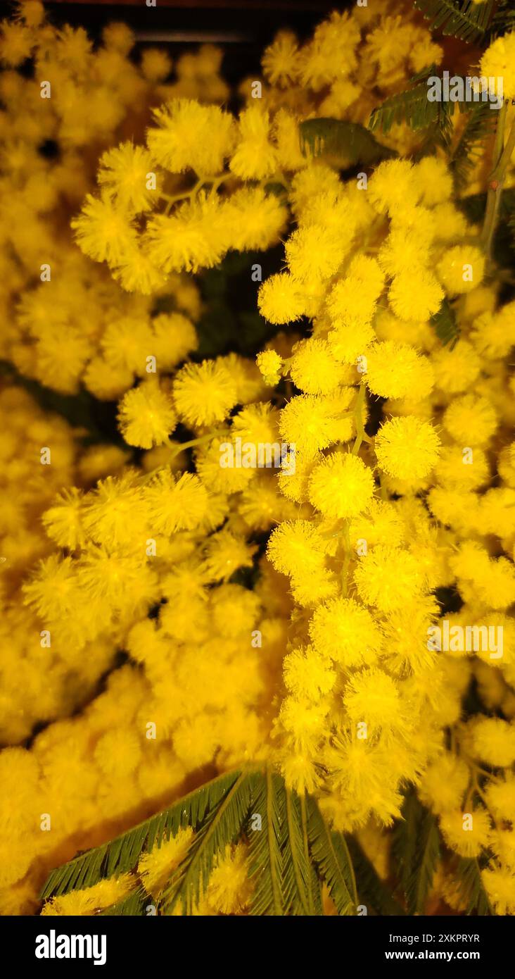 Vibrant mimosa flowers in full hi-res stock photography and images - Alamy