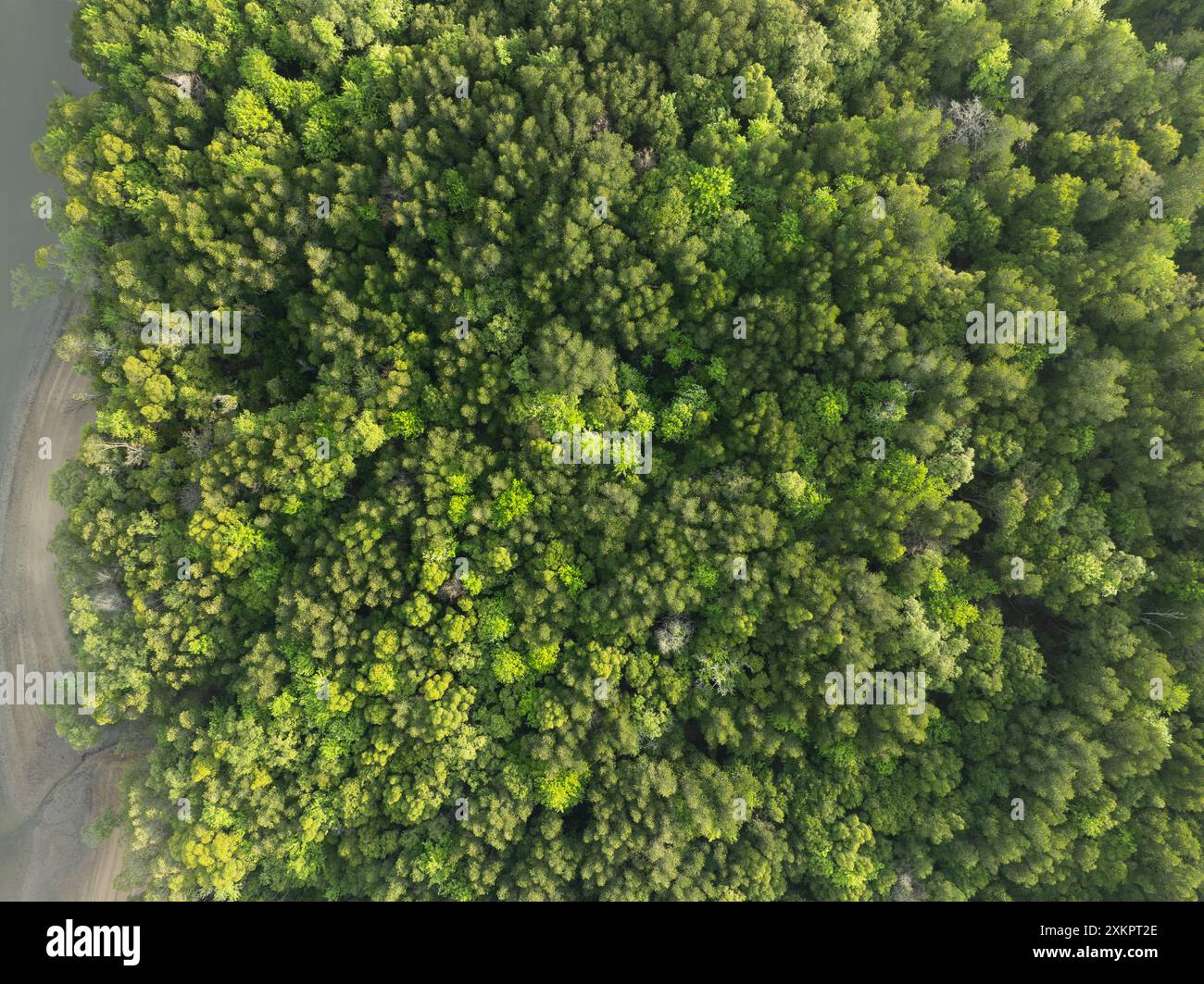 Amazing abundant mangrove forest, Aerial view of forest trees ...