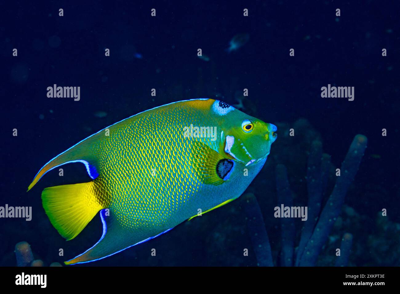 Yellow and blue angel fish hi-res stock photography and images - Alamy