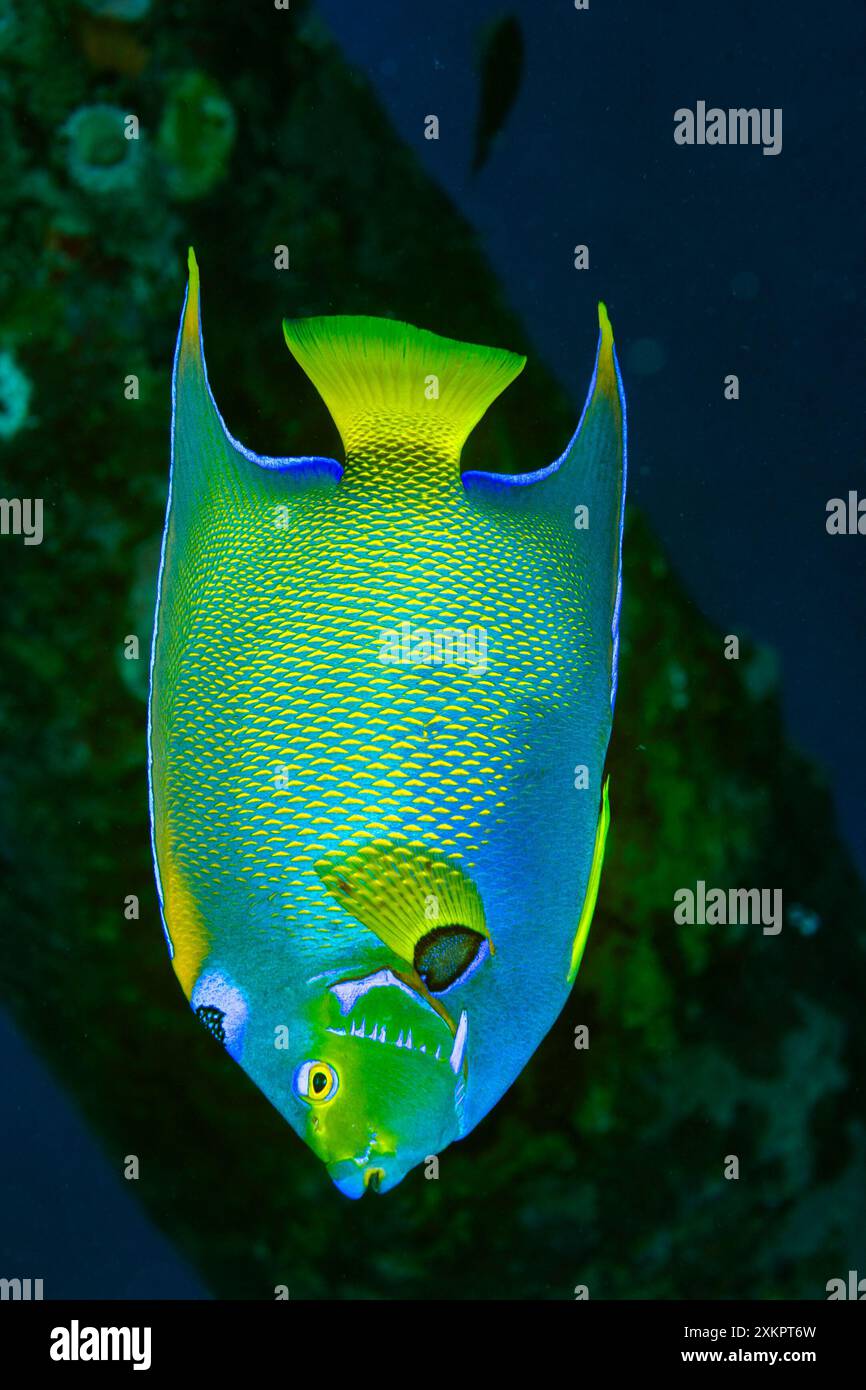 Queen Angel fish Caribbean Sea Stock Photo - Alamy
