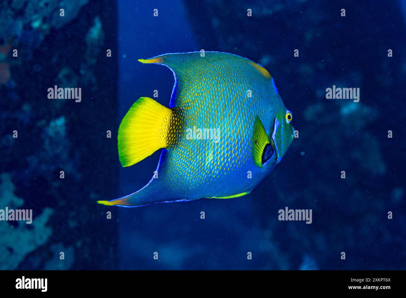 Queen Angel fish Caribbean Sea Stock Photo - Alamy