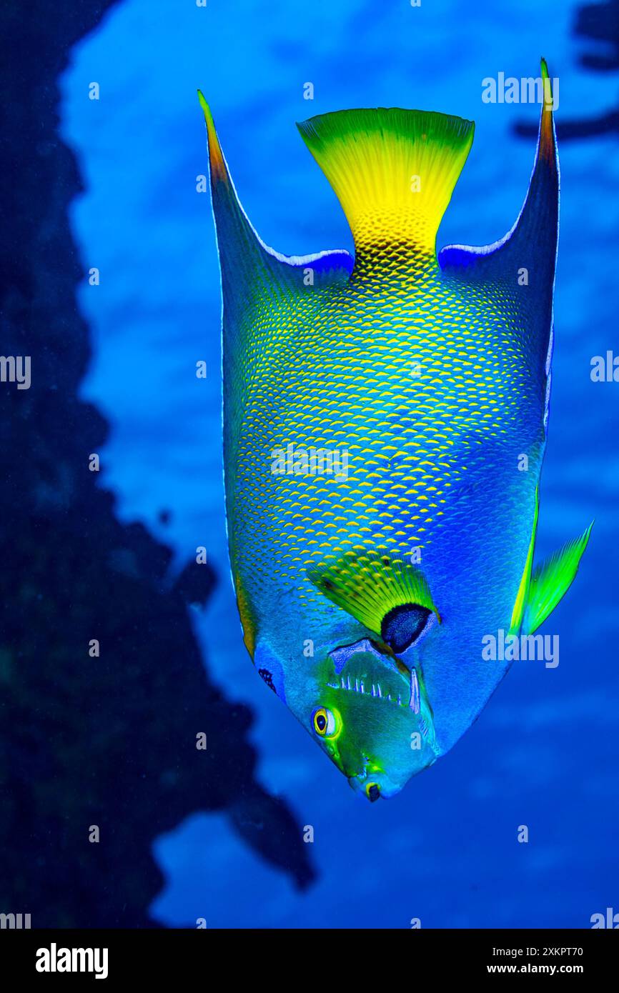 Social structure harems hi-res stock photography and images - Alamy