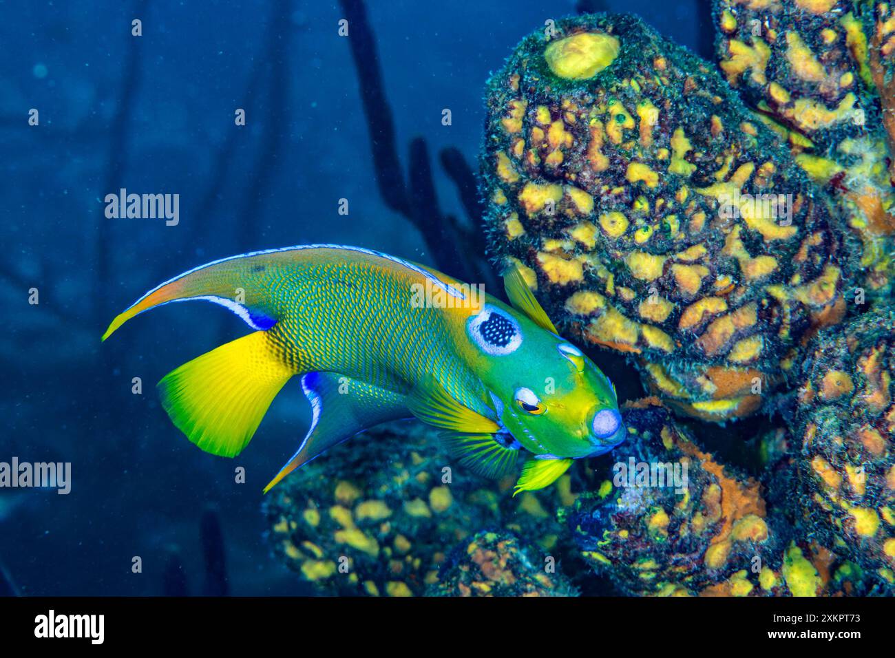 Territorial angelfish hi-res stock photography and images - Alamy