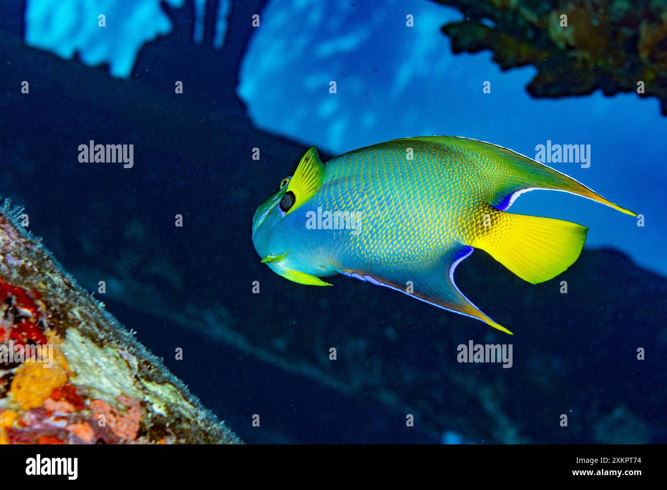 Territorial angelfish hi-res stock photography and images - Alamy