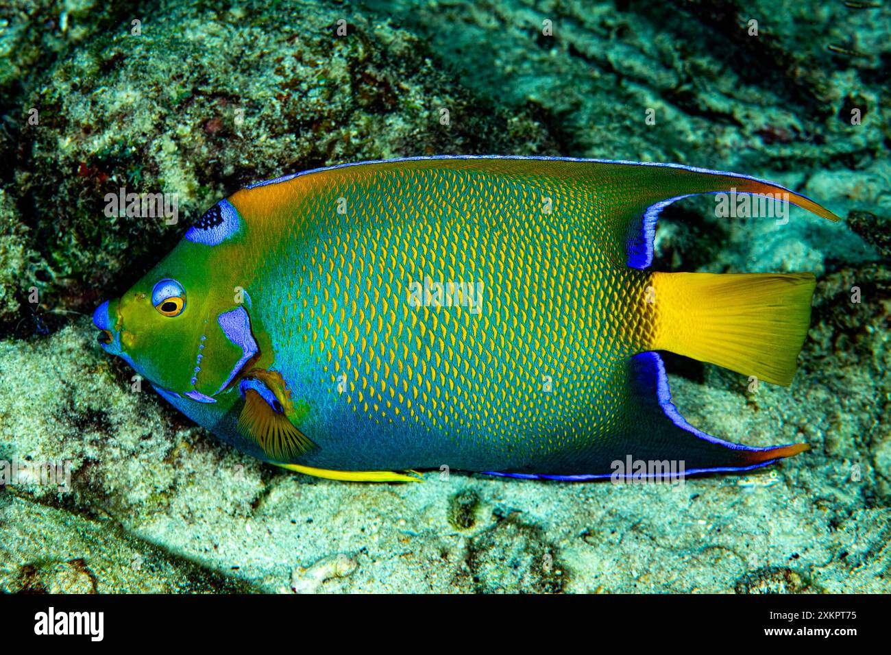 Territorial angelfish hi-res stock photography and images - Alamy