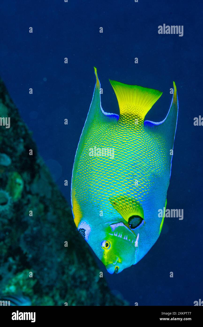 Queen Angel fish Caribbean Sea Stock Photo - Alamy