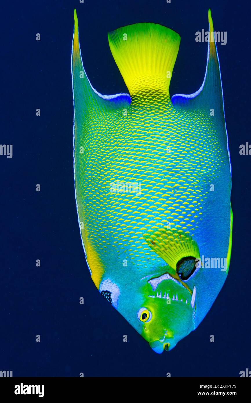 Queen Angel fish Caribbean Sea Stock Photo - Alamy