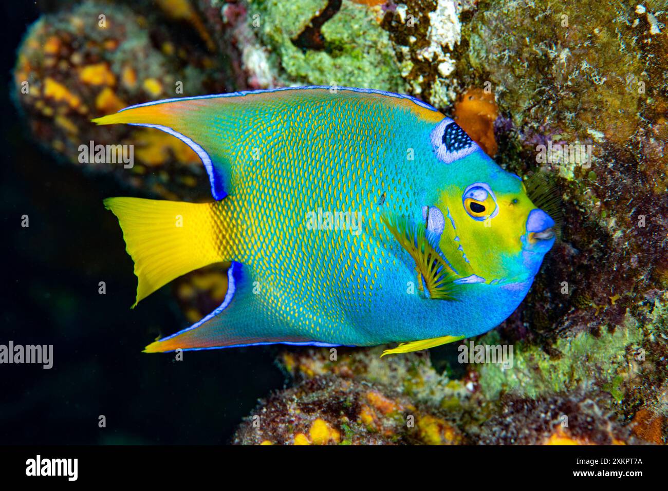 Angelfish eggs hi-res stock photography and images - Alamy