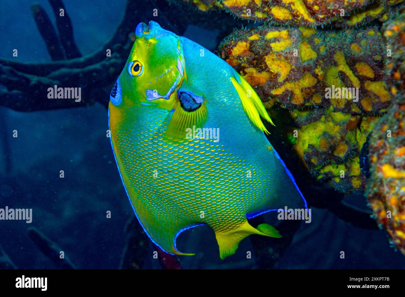 Queen Angel fish Caribbean Sea Stock Photo - Alamy