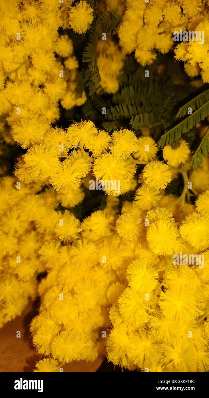 Vibrant mimosa flowers in full hi-res stock photography and images - Alamy
