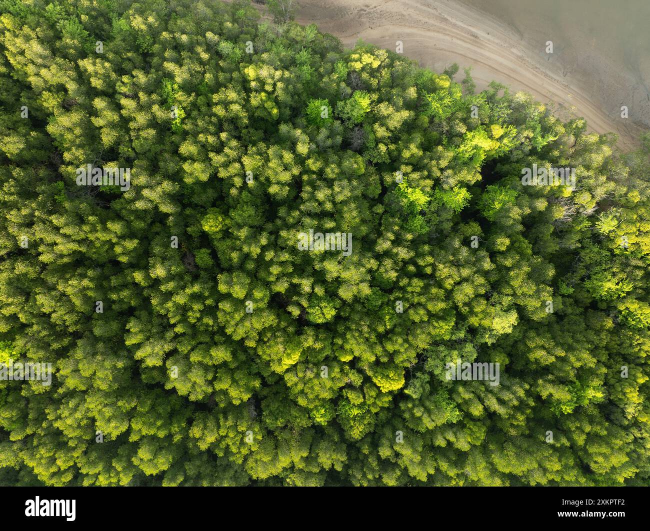 Amazing abundant mangrove forest, Aerial view of forest trees ...