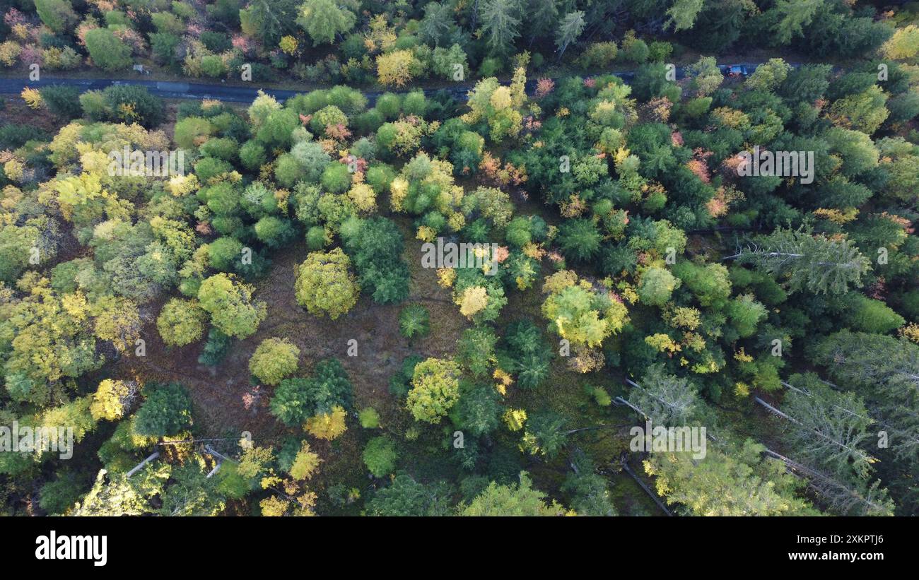 Breathtaking forest landscape green trees hi-res stock photography and ...